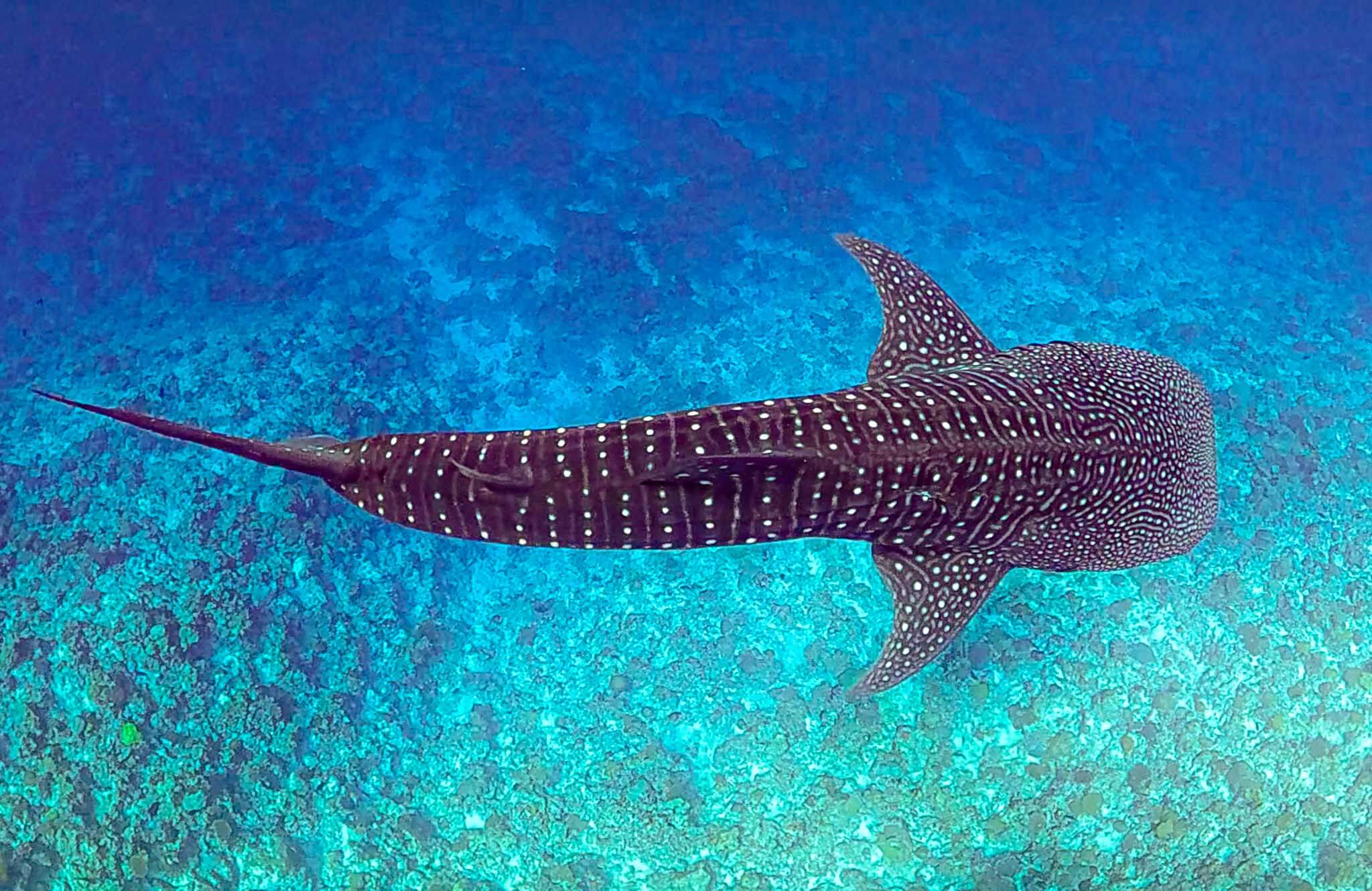 9 Best things to do in Dhigurah, Maldives, in 3 days